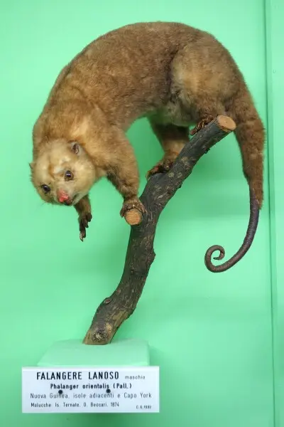 Northern common cuscus - Facts, Diet, Habitat & Pictures on Animalia.bio