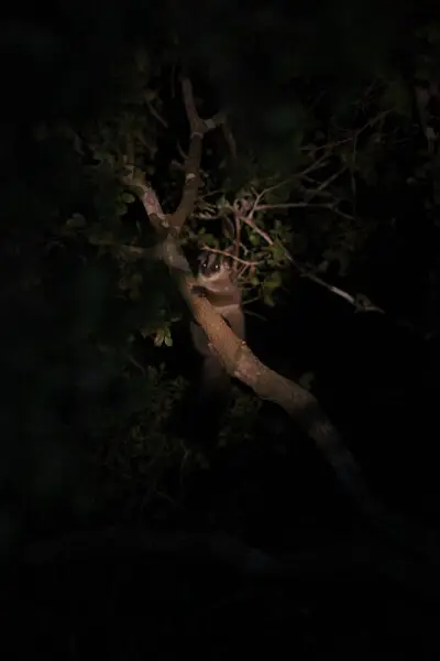 Pale fork-marked lemur - Facts, Diet, Habitat & Pictures on Animalia.bio