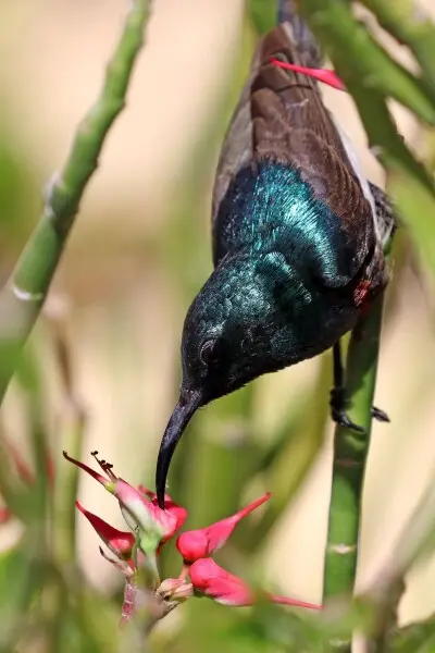 Souimanga sunbird - Facts, Diet, Habitat & Pictures on Animalia.bio