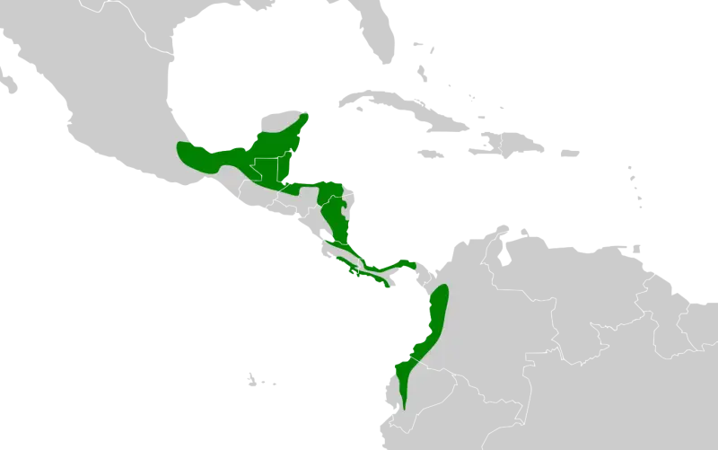 Red-capped manakin - Facts, Diet, Habitat & Pictures on Animalia.bio