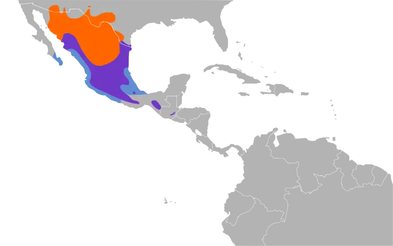 Varied bunting - Facts, Diet, Habitat & Pictures on Animalia.bio