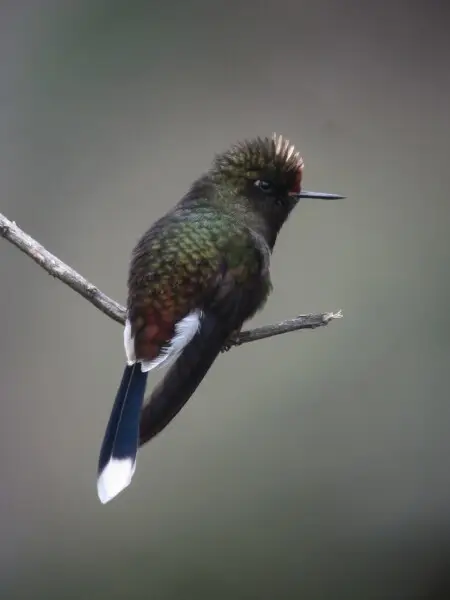 Chalcostigma herrani - факти, дієта, ареал і фотографії на Animalia.bio