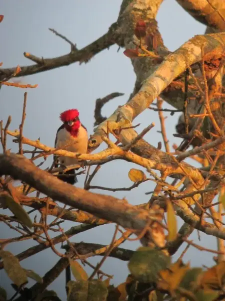 Masked cardinal - Facts, Diet, Habitat & Pictures on Animalia.bio