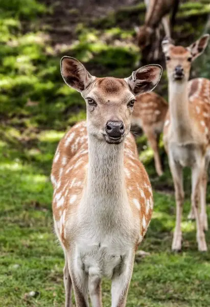 Cervus nippon taiouanus - факти, дієта, ареал і фотографії на Animalia.bio