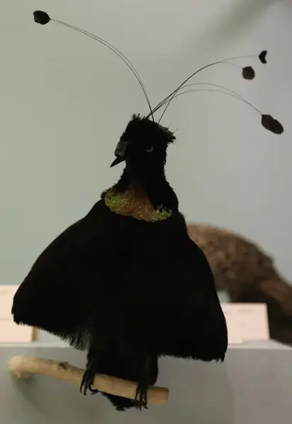 Western parotia - Facts, Diet, Habitat & Pictures on Animalia.bio