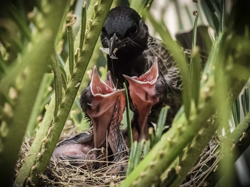 Бюльбюль червоночубий - факти, дієта, ареал і фотографії на Animalia.bio
