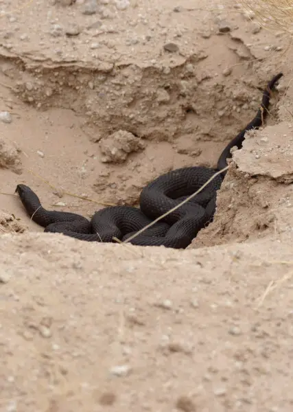 Mole snake - Facts, Diet, Habitat & Pictures on Animalia.bio