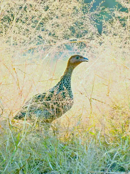 Painted francolin - Facts, Diet, Habitat & Pictures on Animalia.bio