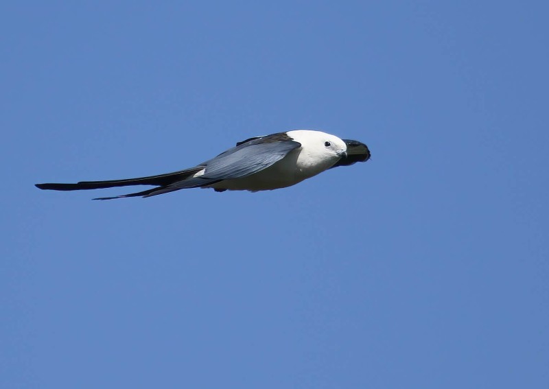Swallow-Tailed Kite - Facts, Diet, Habitat & Pictures on Animalia.bio