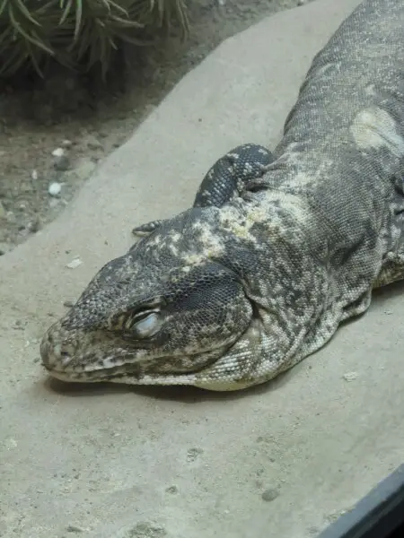 False monitor - Facts, Diet, Habitat & Pictures on Animalia.bio