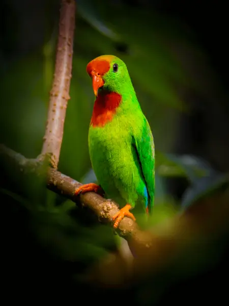 Philippine hanging parrot - Facts, Diet, Habitat & Pictures on Animalia.bio