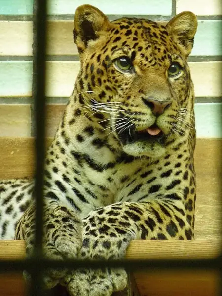 Javan leopard - Facts, Diet, Habitat & Pictures on Animalia.bio