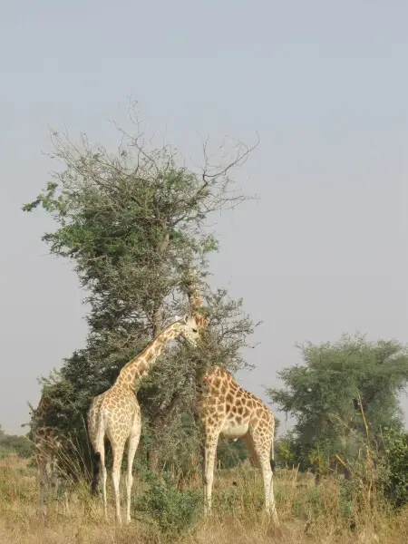 West African giraffe - Facts, Diet, Habitat & Pictures on Animalia.bio