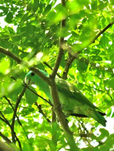 Blue-headed racket-tail - Facts, Diet, Habitat & Pictures on Animalia.bio