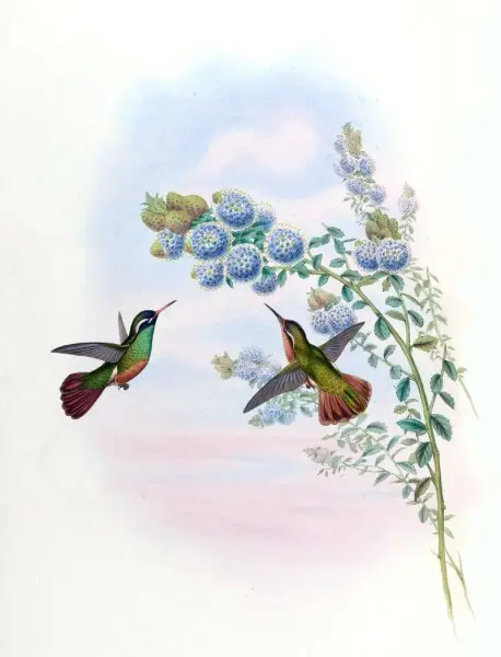 Xantus's hummingbird - Facts, Diet, Habitat & Pictures on Animalia.bio