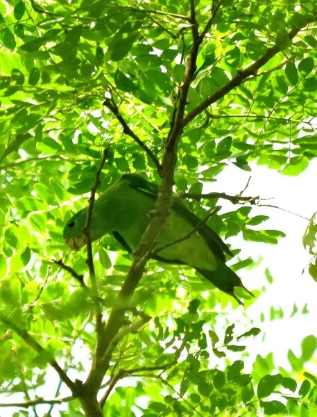 Blue-headed racket-tail - Facts, Diet, Habitat & Pictures on Animalia.bio