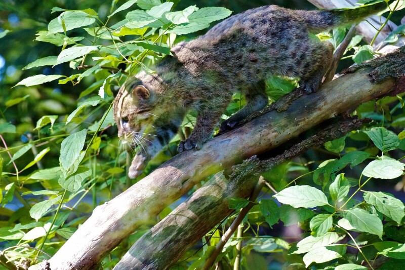 Fishing Cat - Facts, Diet, Habitat & Pictures on Animalia.bio