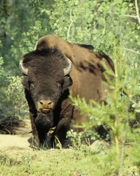 Wood bison - Facts, Diet, Habitat & Pictures on Animalia.bio