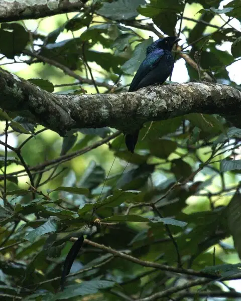 Lesser racket-tailed drongo - Facts, Diet, Habitat & Pictures on Animalia.bio