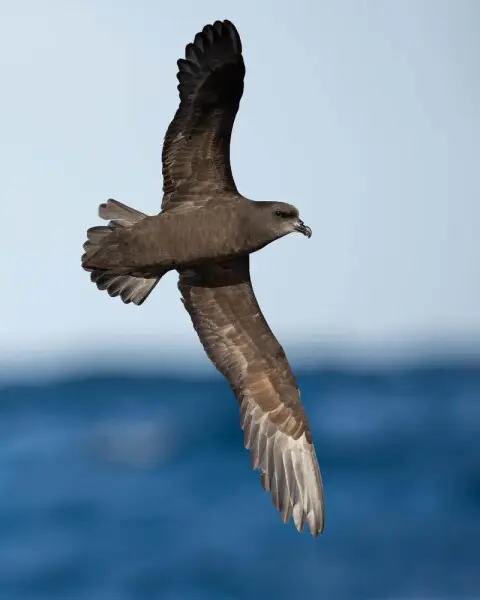 Great-winged petrel - Facts, Diet, Habitat & Pictures on Animalia.bio