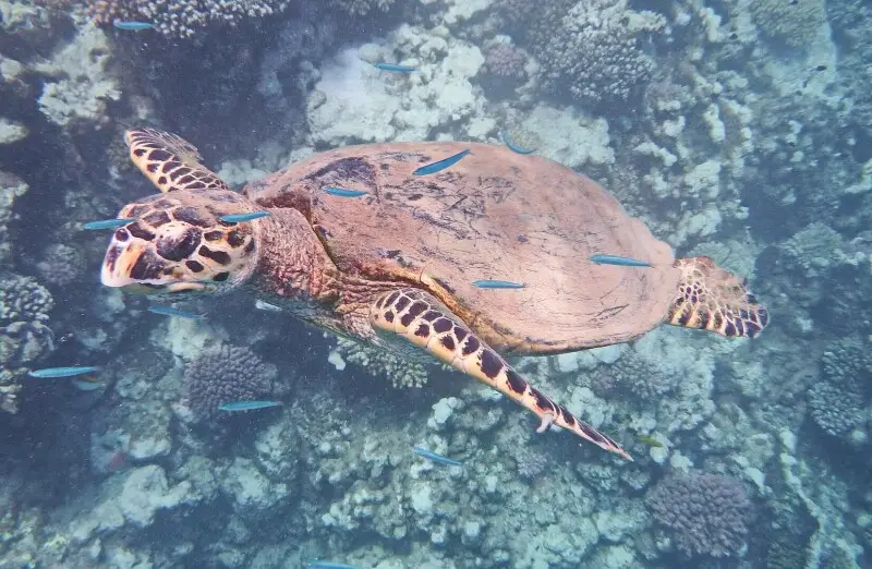 Hawksbill Sea Turtle - Facts, Diet, Habitat & Pictures on Animalia.bio