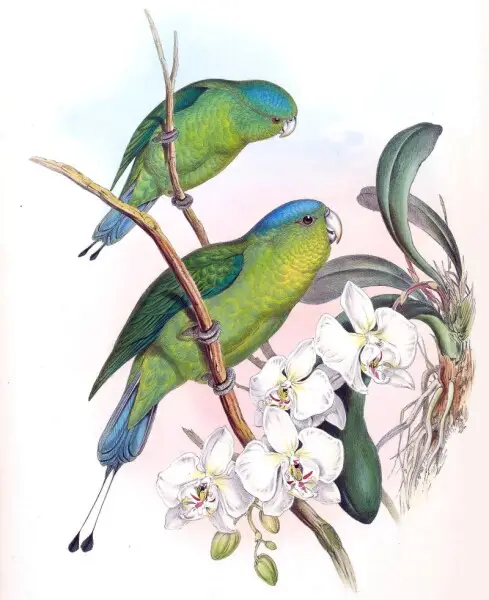 Blue-crowned racket-tail - Facts, Diet, Habitat & Pictures on Animalia.bio