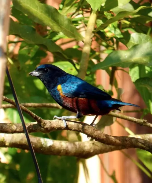 Euphonia pectoralis - факти, дієта, ареал і фотографії на Animalia.bio