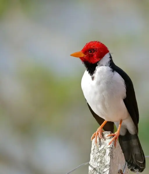 Yellow-billed cardinal - Facts, Diet, Habitat & Pictures on Animalia.bio