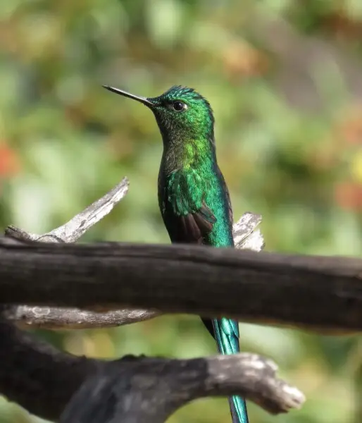 Aglaiocercus kingii - факти, дієта, ареал і фотографії на Animalia.bio