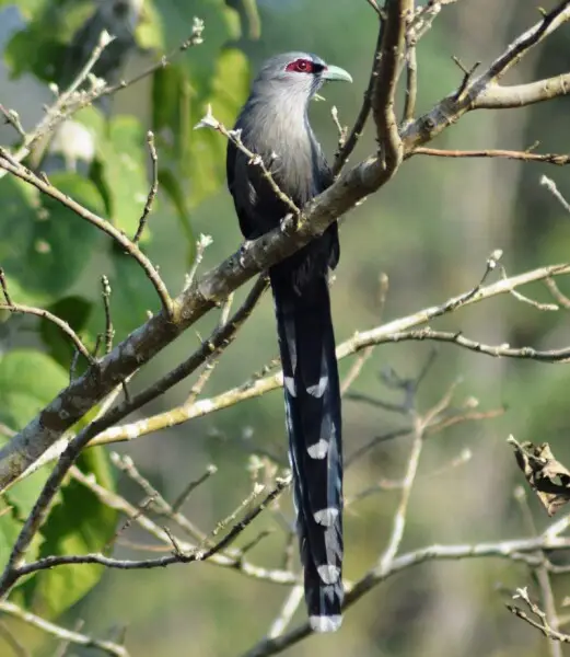 Green-billed malkoha - Facts, Diet, Habitat & Pictures on Animalia.bio