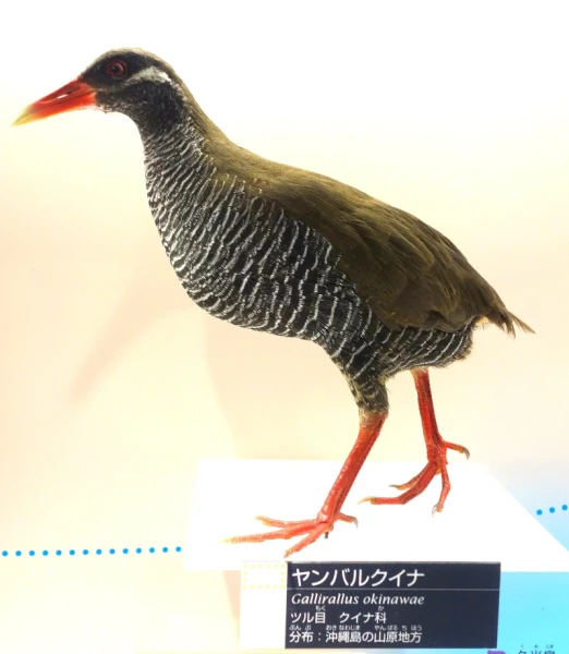 Okinawa rail - Facts, Diet, Habitat & Pictures on Animalia.bio