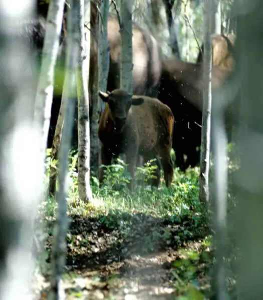 Wood bison - Facts, Diet, Habitat & Pictures on Animalia.bio