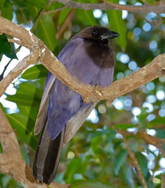 Purplish jay - Facts, Diet, Habitat & Pictures on Animalia.bio