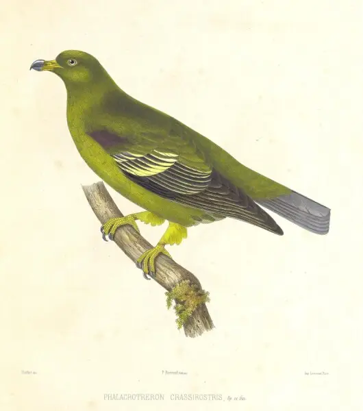 Treron sanctithomae - факти, дієта, ареал і фотографії на Animalia.bio