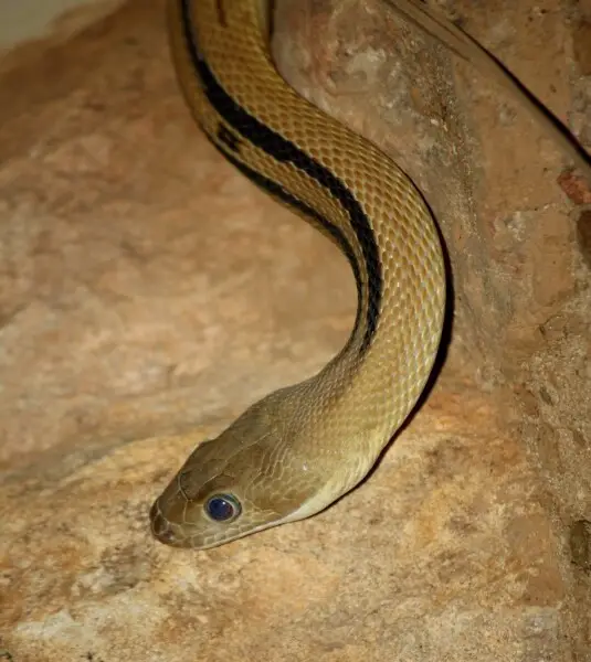 Trans-Pecos rat snake - Facts, Diet, Habitat & Pictures on Animalia.bio