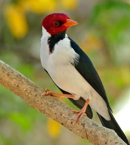 Yellow-billed cardinal - Facts, Diet, Habitat & Pictures on Animalia.bio
