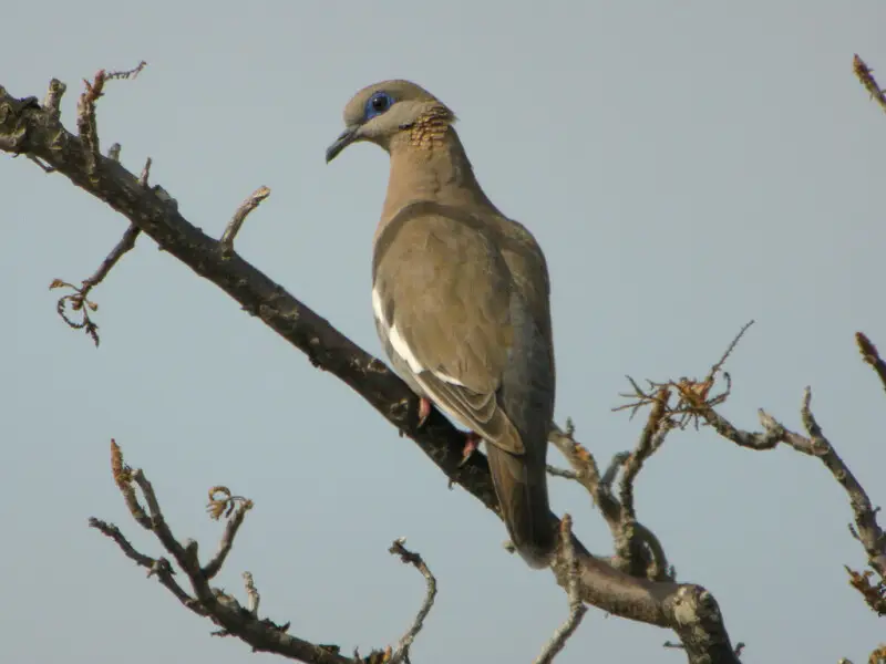 West Peruvian dove - Facts, Diet, Habitat & Pictures on Animalia.bio