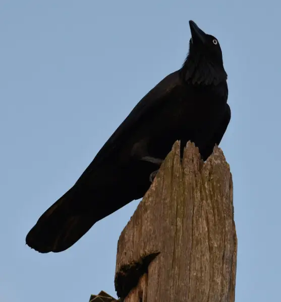 Little raven - Facts, Diet, Habitat & Pictures on Animalia.bio