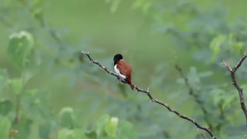 Tricoloured munia - Facts, Diet, Habitat & Pictures on Animalia.bio