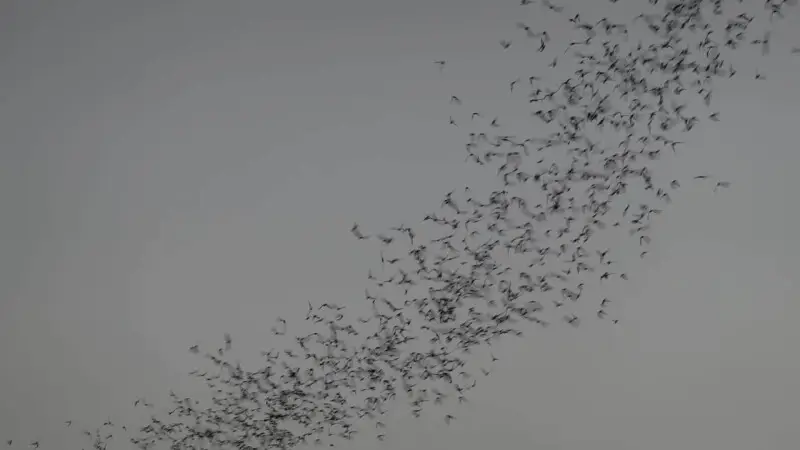 Wrinkle-lipped free-tailed bat - Facts, Diet, Habitat & Pictures on ...