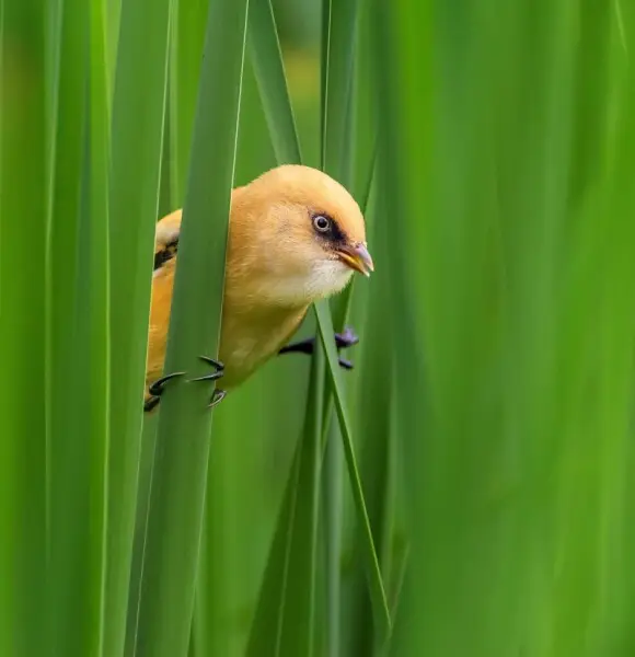 Bearded reedling - Facts, Diet, Habitat & Pictures on Animalia.bio