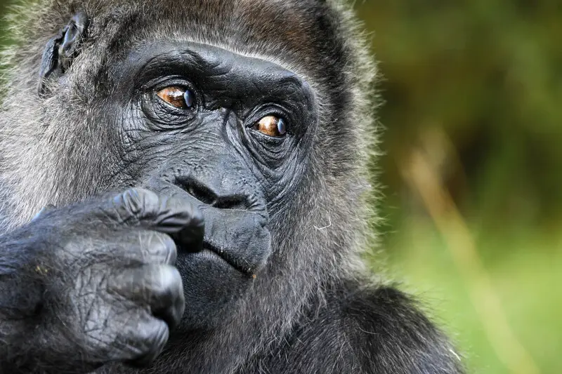 Western lowland gorilla - Facts, Diet, Habitat & Pictures on Animalia.bio