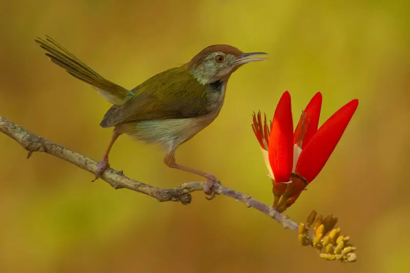 Common tailorbird - Facts, Diet, Habitat & Pictures on Animalia.bio