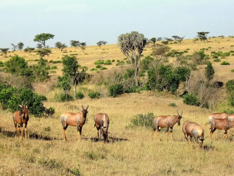 Topi - Facts, Diet, Habitat & Pictures on Animalia.bio