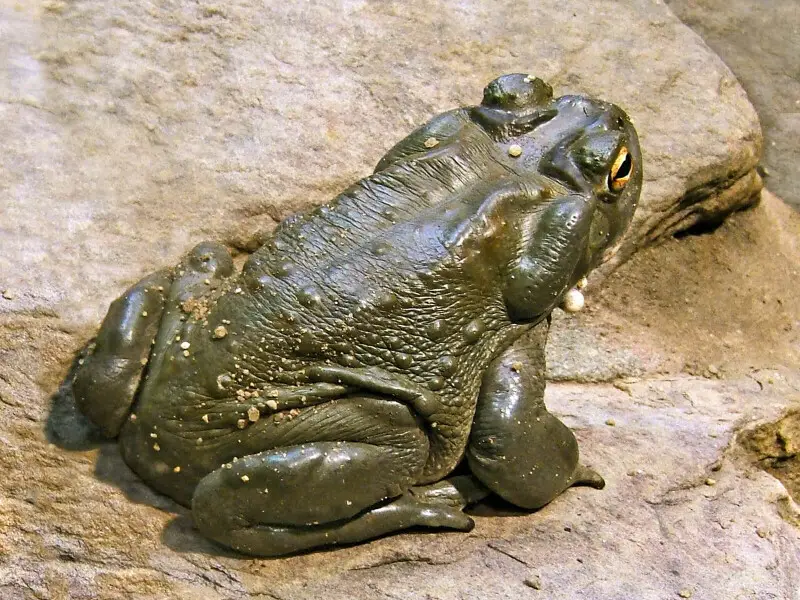 Colorado River toad - Facts, Diet, Habitat & Pictures on Animalia.bio