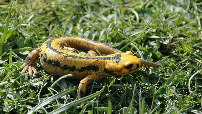 Fire salamander - Facts, Diet, Habitat & Pictures on Animalia.bio