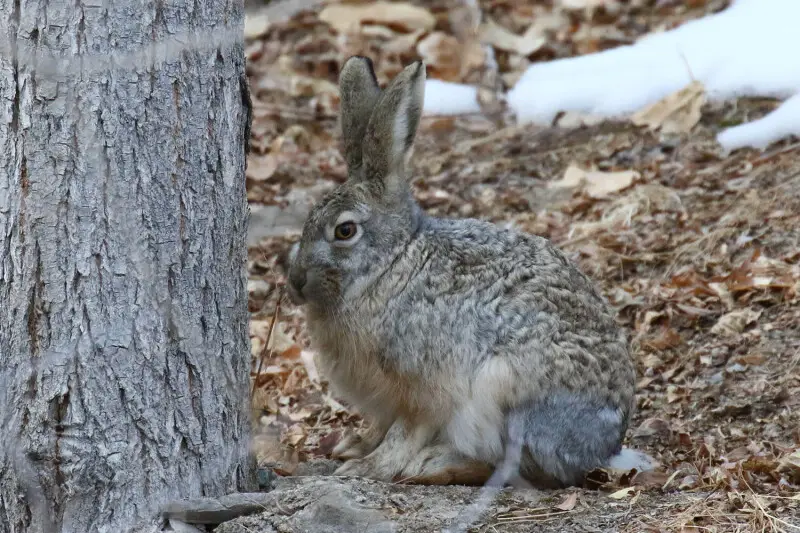 Woolly hare - Facts, Diet, Habitat & Pictures on Animalia.bio