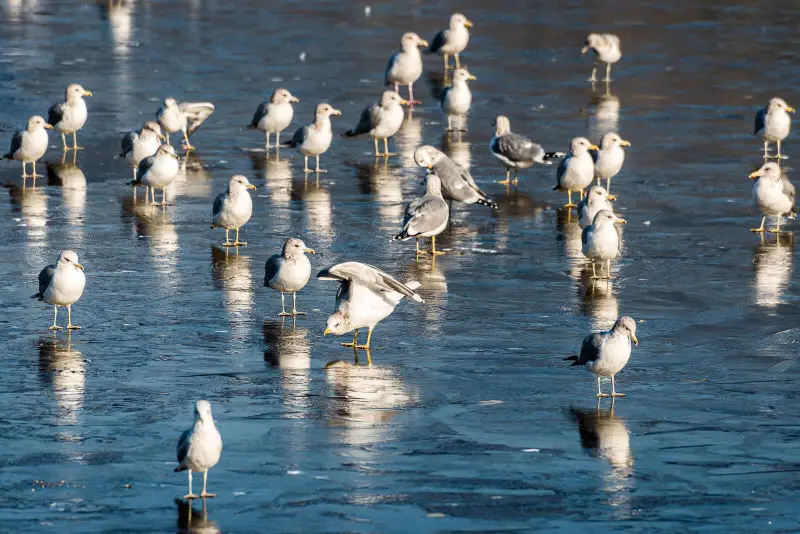 California Gull - Facts, Diet, Habitat & Pictures on Animalia.bio