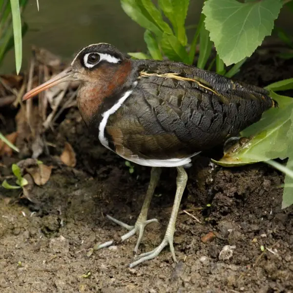 Greater painted-snipe - Facts, Diet, Habitat & Pictures on Animalia.bio