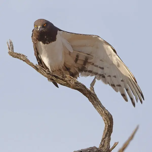 Black-chested snake eagle - Facts, Diet, Habitat & Pictures on Animalia.bio